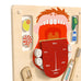 Dental Health Wood STEAM Board MK-ME10346- – BizChair